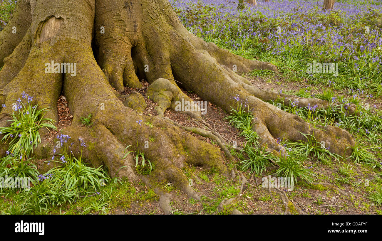 Tree roots uk hi-res stock photography and images - Alamy