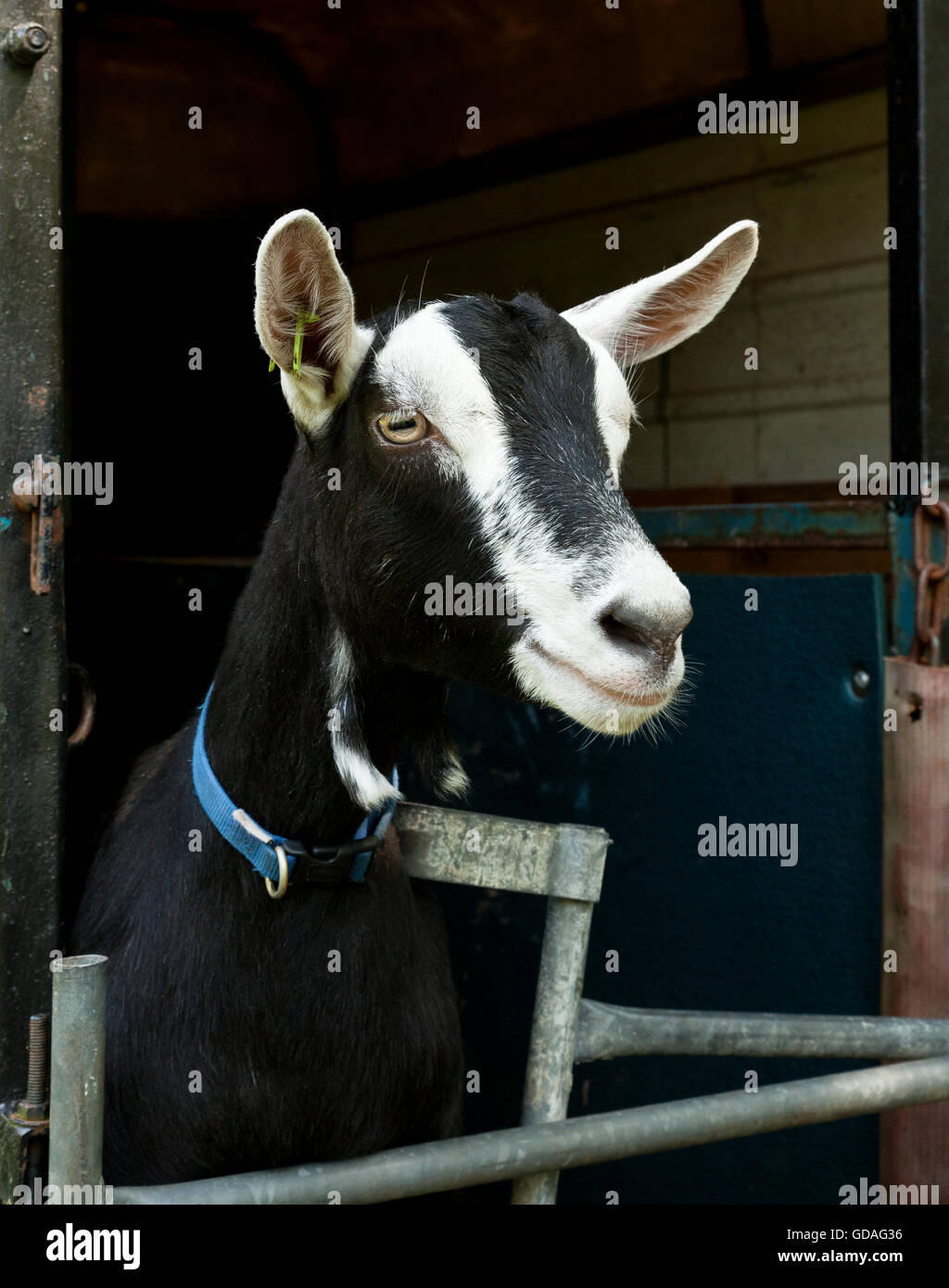 Portrait of a British Alpine Goat Stock Photo - Alamy