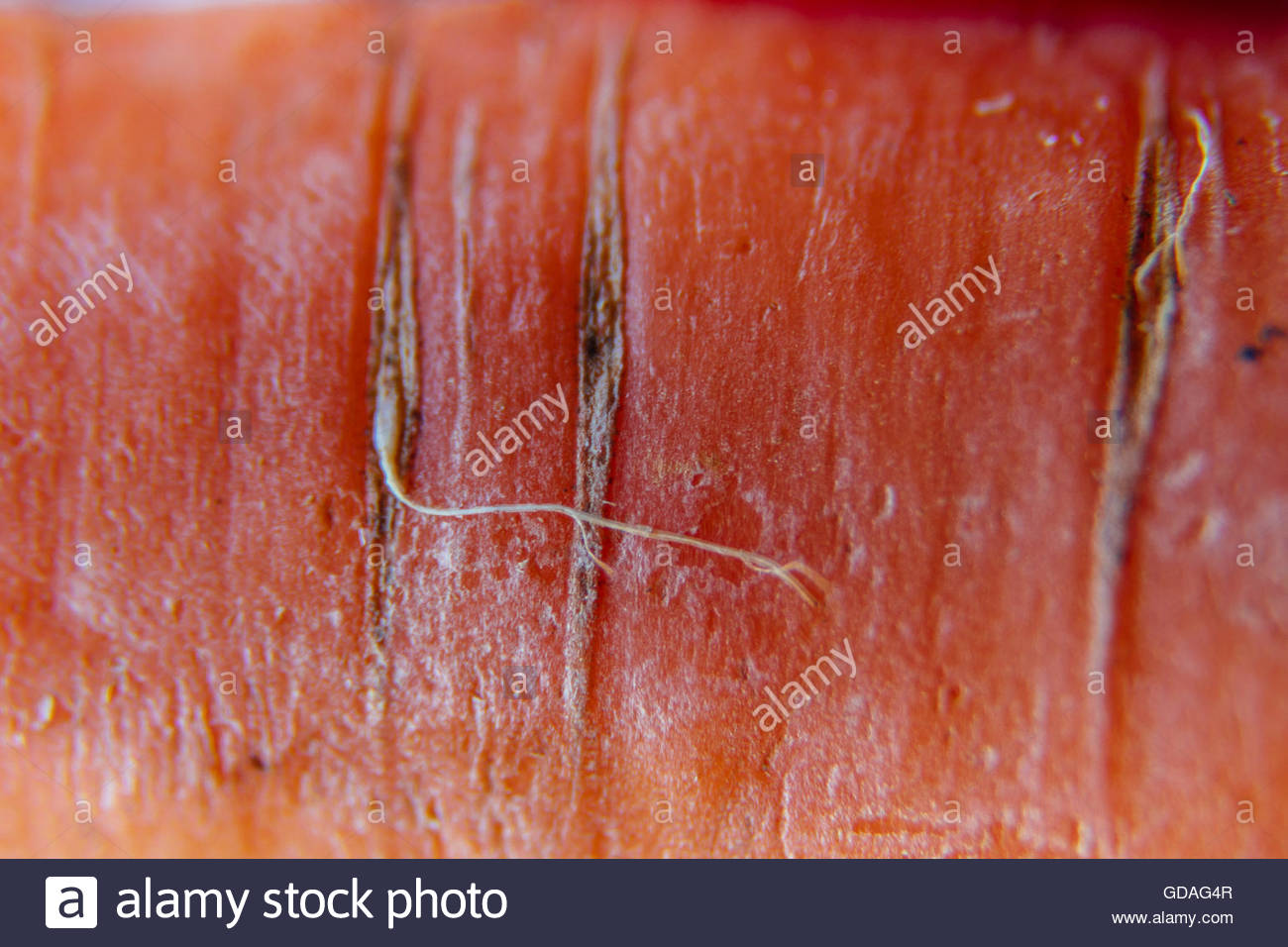 Carrot Root Cross Section Stock Photos & Carrot Root Cross Section ...