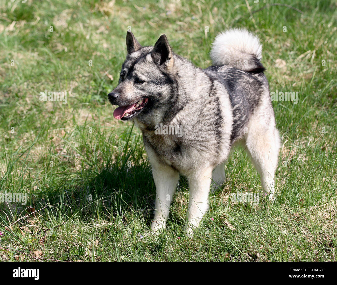 Grey elkhound hi-res stock photography and images - Alamy