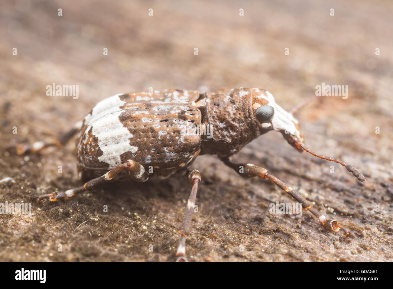 A Fungus Weevil (Eurymycter fasciatus) explores the surface of a dead ...