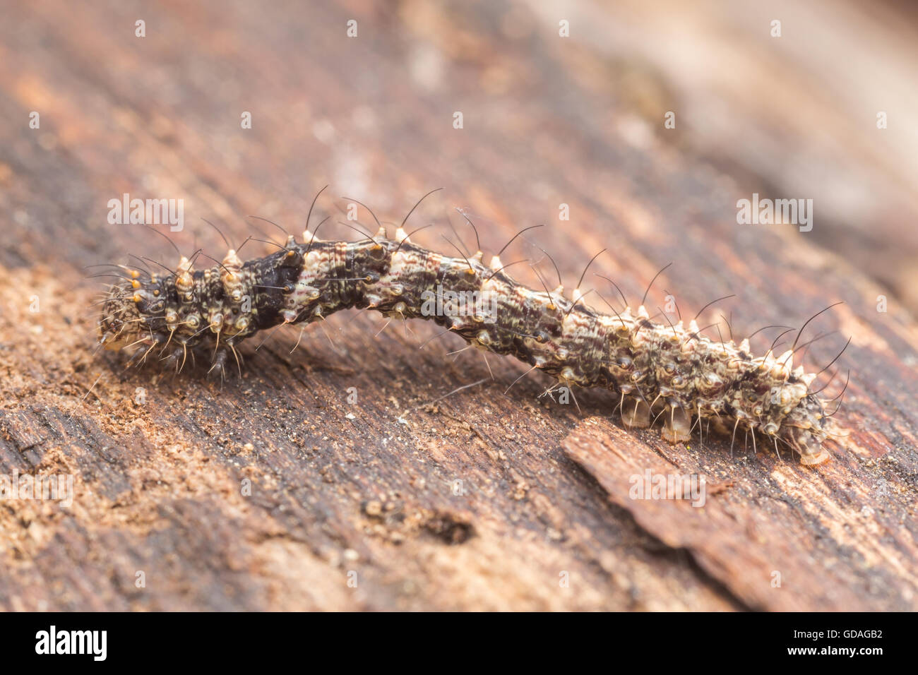 A Common Fungus Moth (Metalectra discalis) caterpillar (larva) explores ...