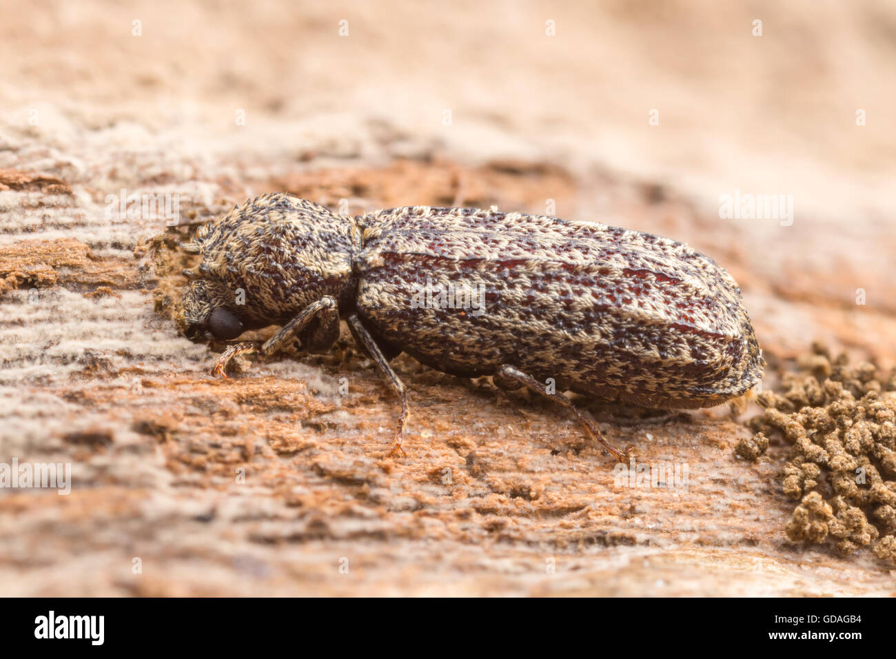 A Horned Powder-post Beetle (Lichenophanes bicornis) explores decaying ...