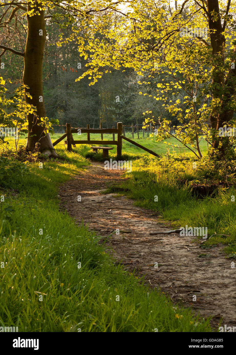 A path through a wood leading to a country style Stock Photo - Alamy