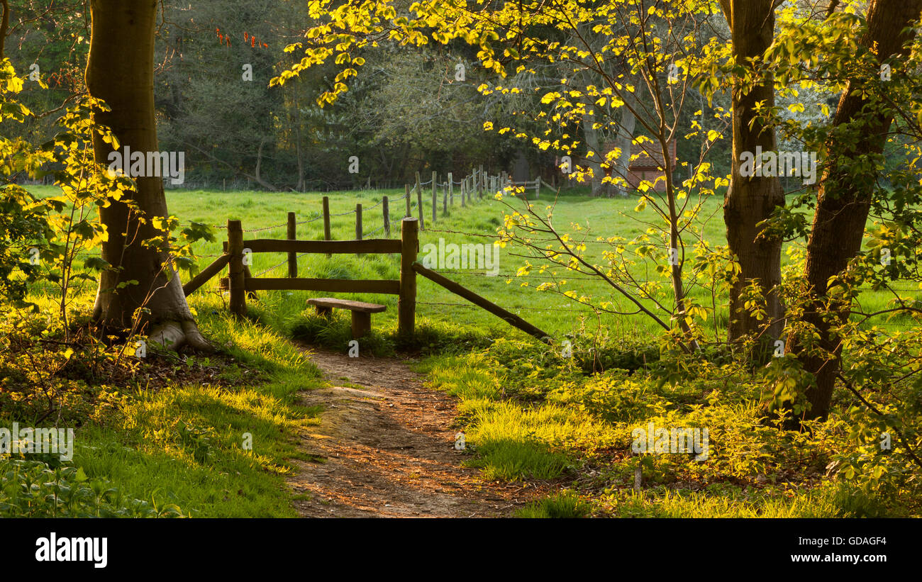 A path through a wood leading to a country style Stock Photo - Alamy