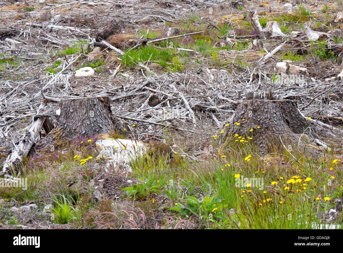 Deforestation cut down pine trees, Scotland, UK Stock Photo - Alamy