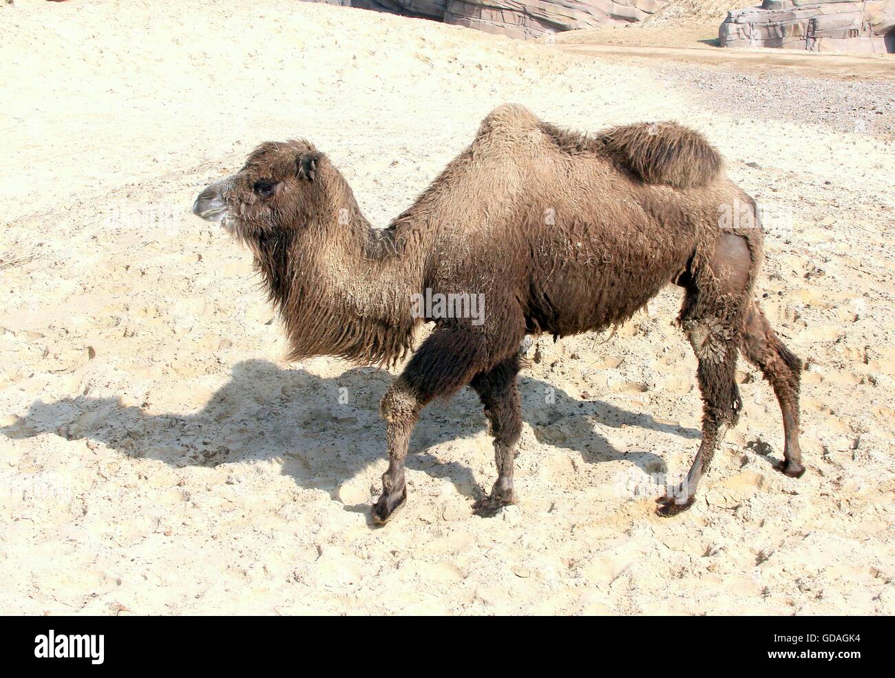 Central Asian Bactrian Camel (Camelus bactrianus Stock Photo - Alamy