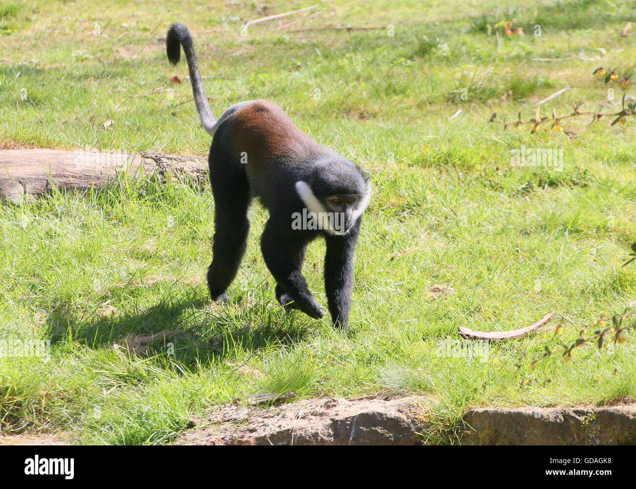 Male Central African L'Hoest's monkey (Cercopithecus lhoesti) running ...