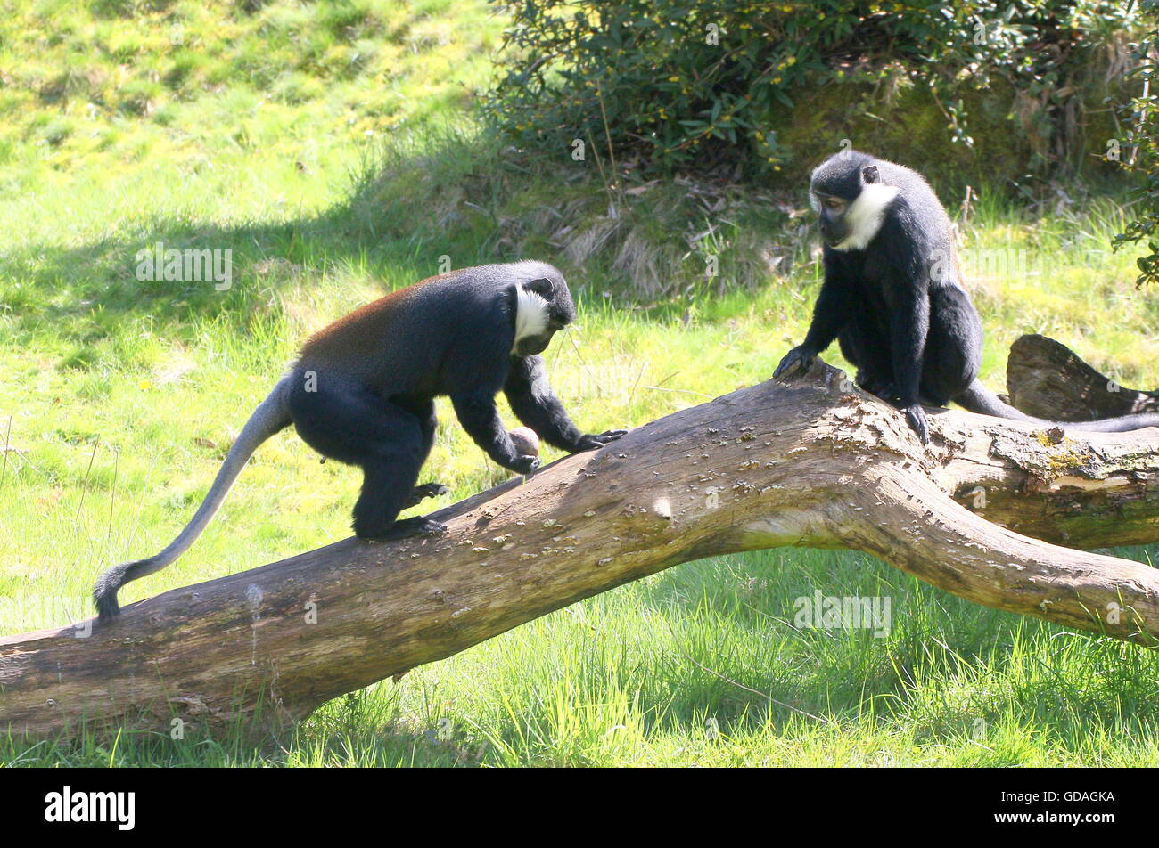 Two Central African L'Hoest's monkeys (Cercopithecus lhoesti) facing ...