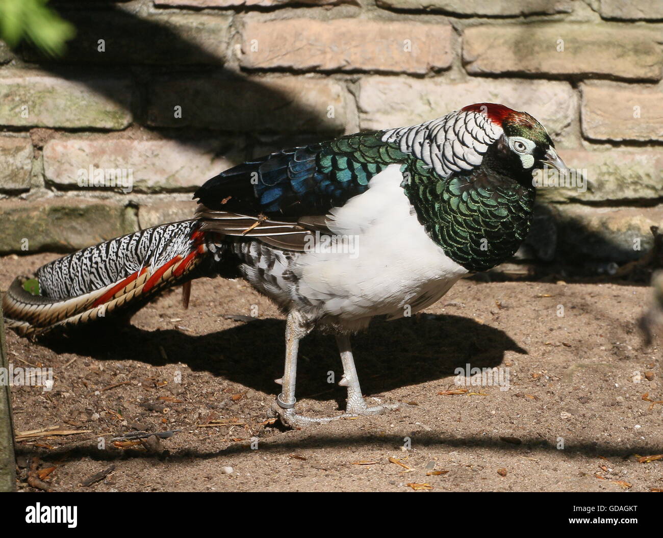 Male Asian Lady Amherst's pheasant (Chrysolophus amherstiae Stock Photo - Alamy