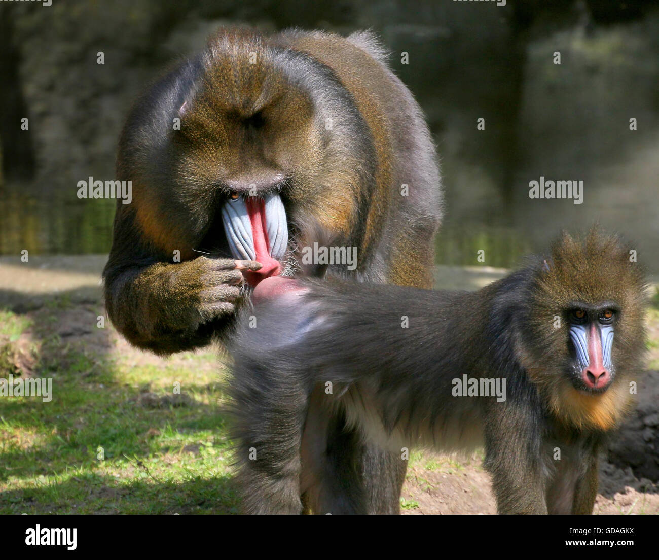 Amorous mature male Mandrill (Mandrillus sphinx) picking up the 'scent ...