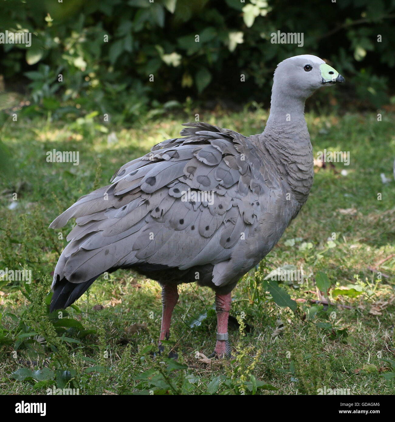 South Australian Cape Barren Goose (Cereopsis novaehollandiae) in ...