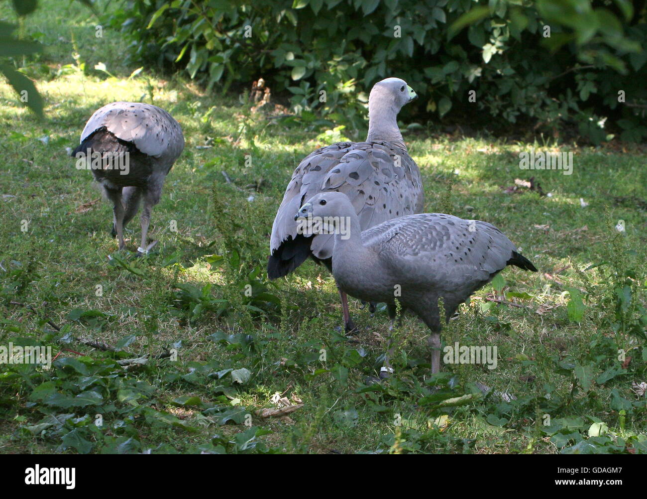 Three foraging South Australian Cape Barren Goose (Cereopsis ...