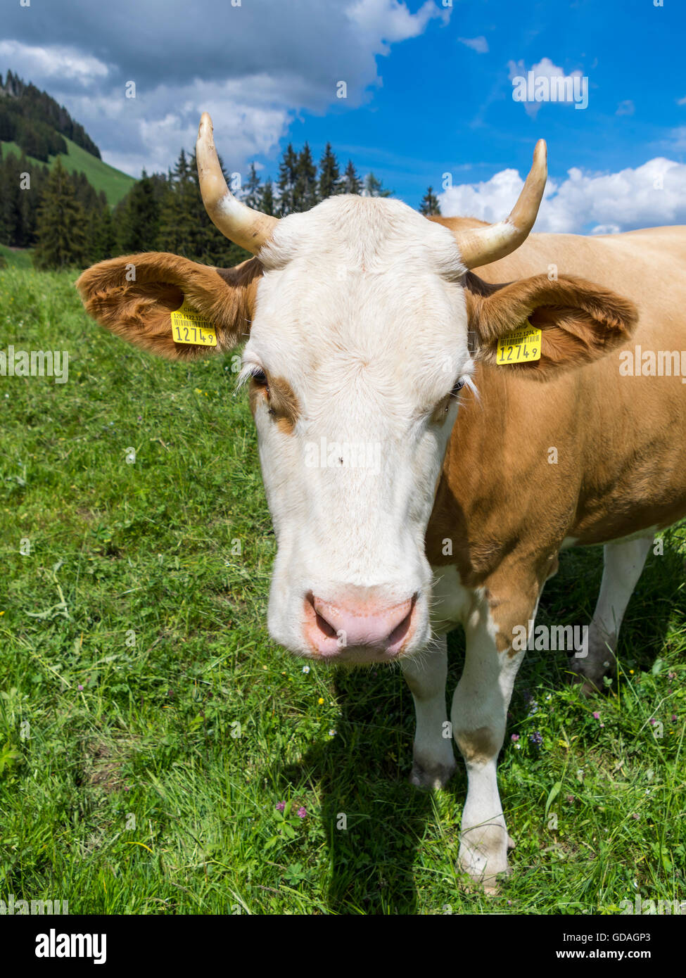 Close-up head shot of a Simmentaler Fleckvieh cow (Bos taurus) on a ...