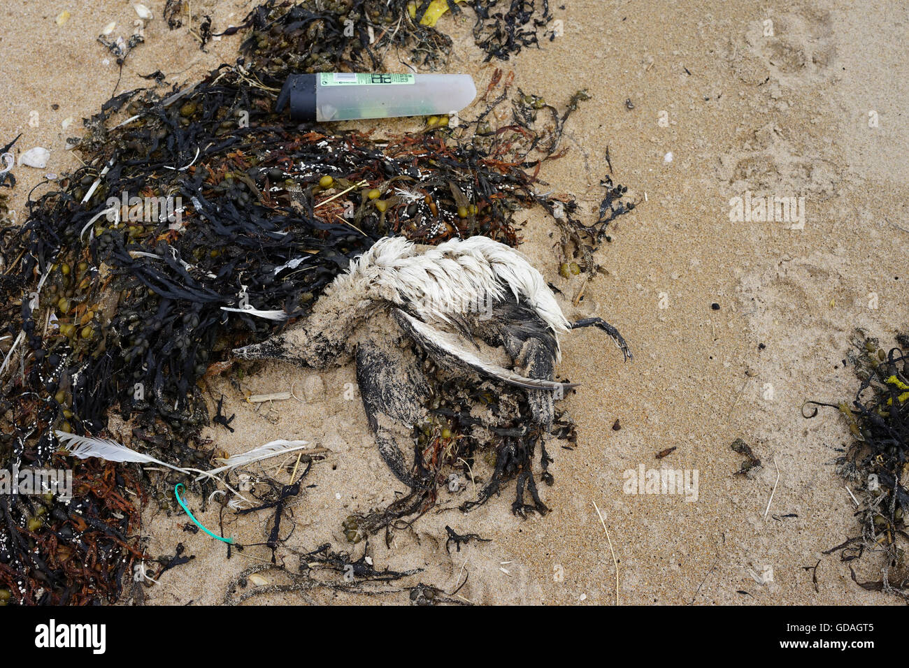 Bird plastic rubbish uk hi-res stock photography and images - Alamy