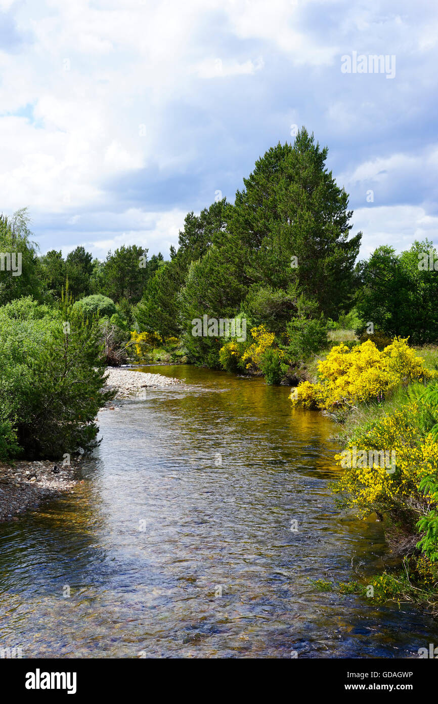 Morlic hi-res stock photography and images - Alamy