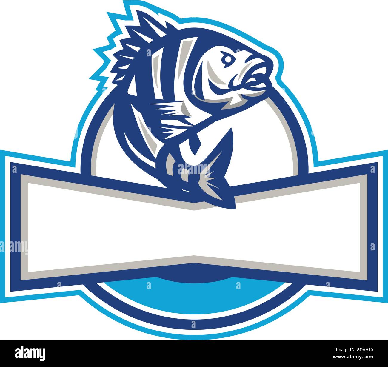 Sheepshead fish hi-res stock photography and images - Alamy