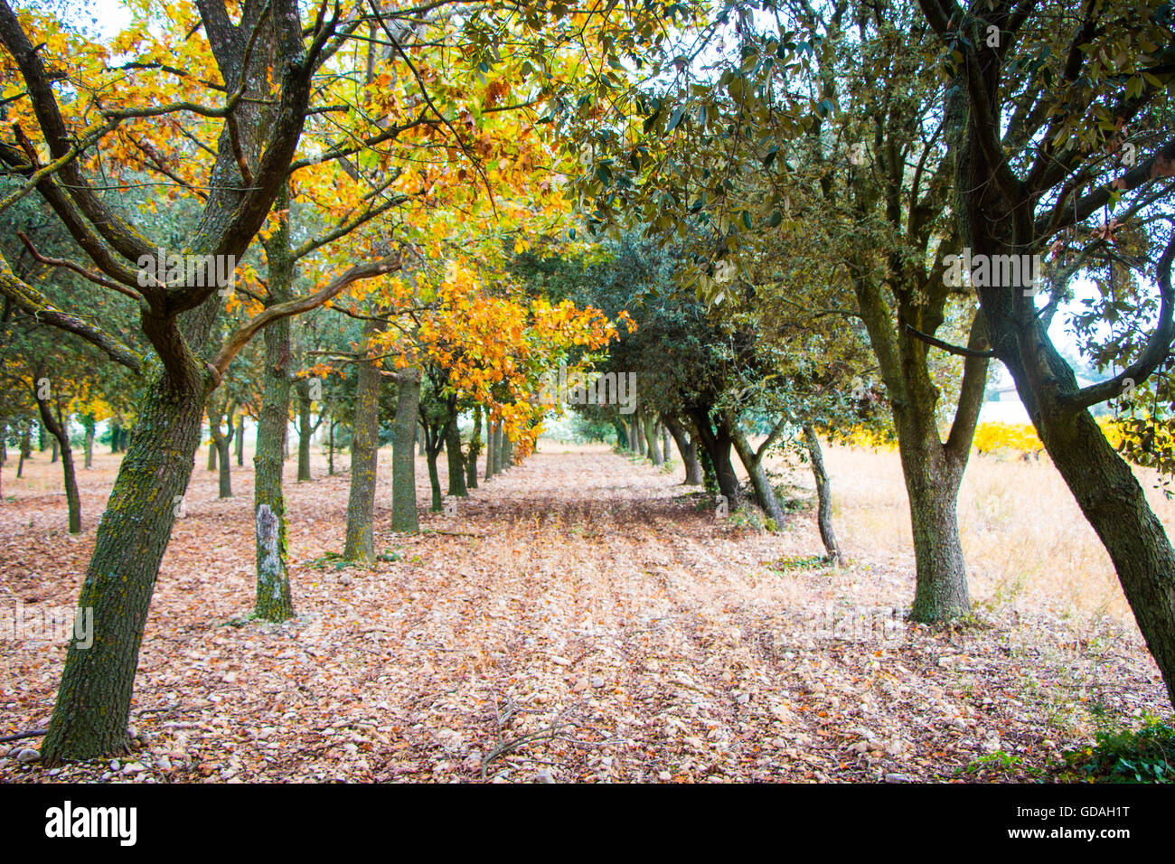 Oak tree orchid in provence, France. They have been planted 10 years ...