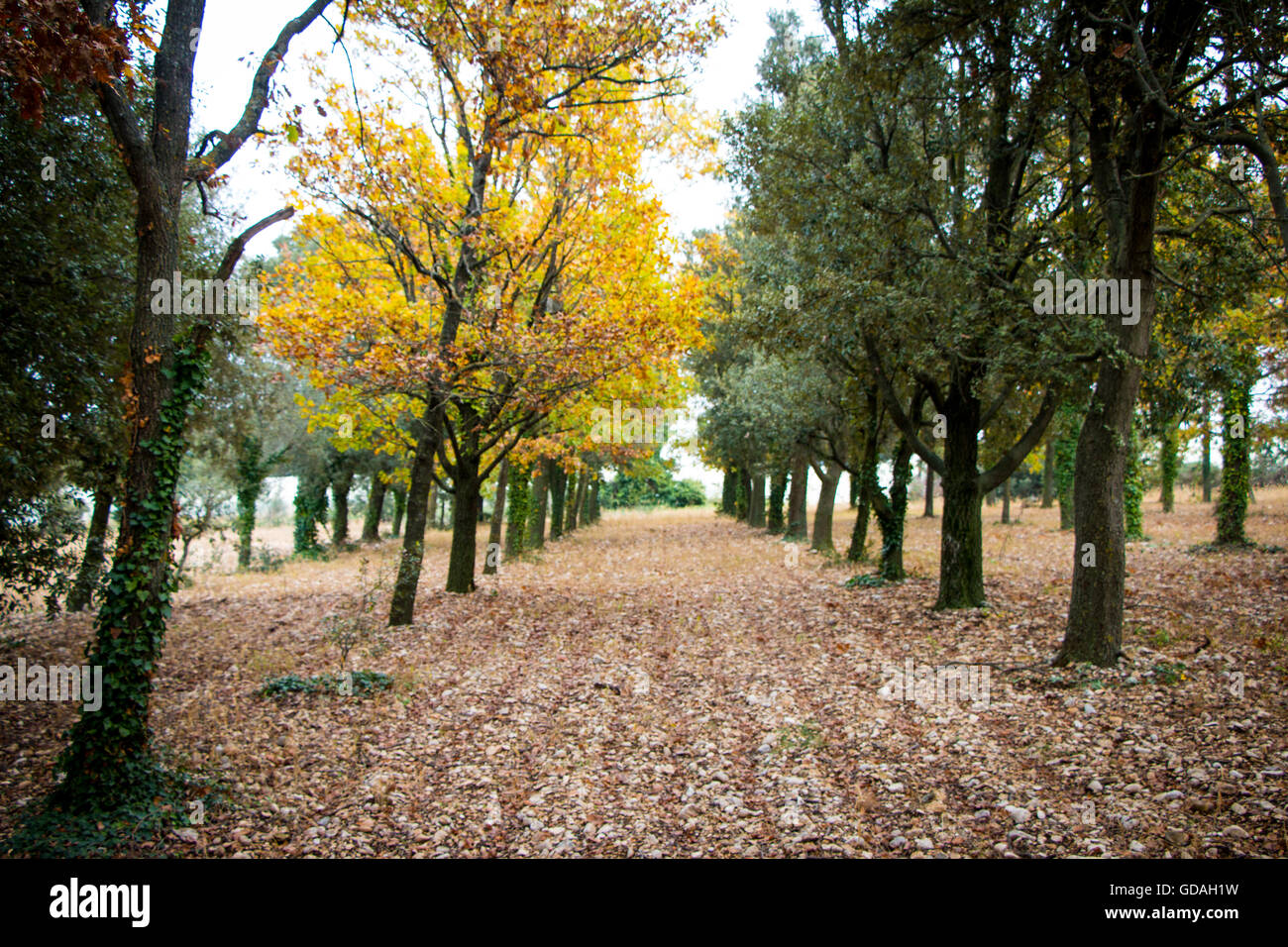 Oak tree orchid in provence, France. They have been planted 10 years ...
