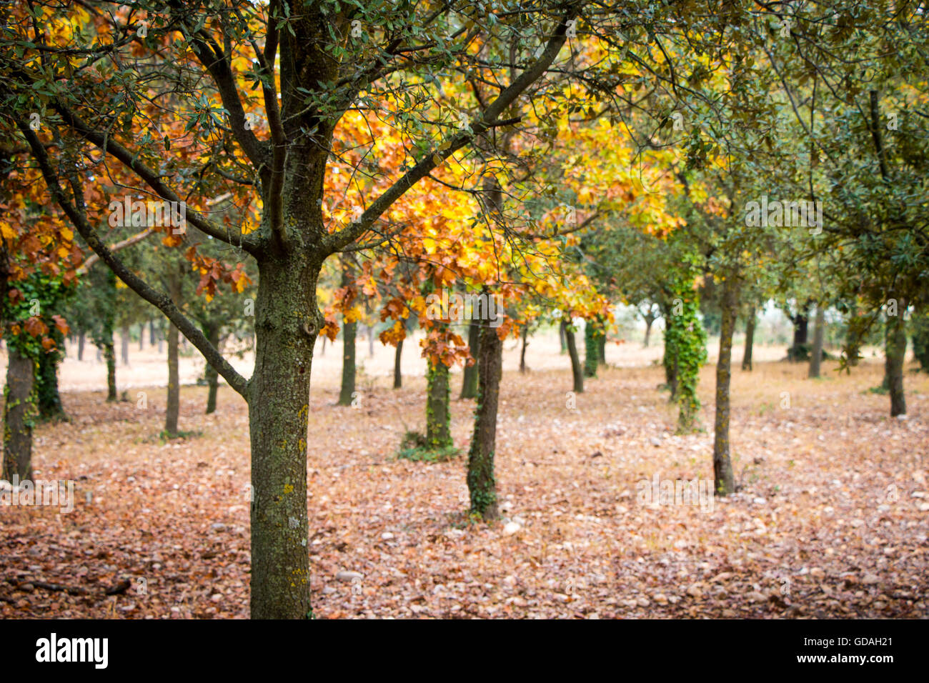 Oak tree orchid in provence, France. They have been planted 10 years ...