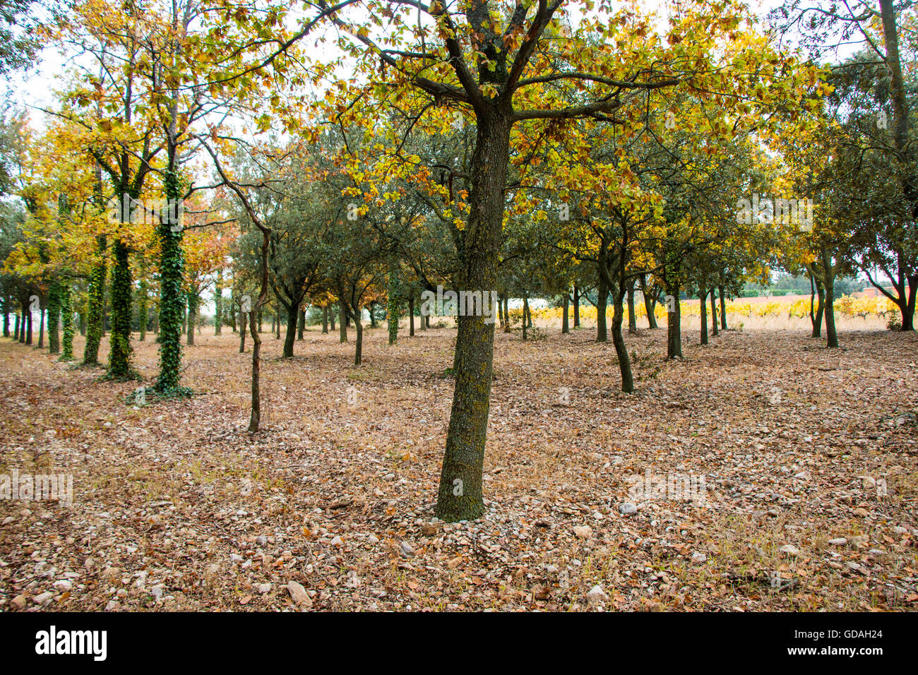 Oak tree orchid in provence, France. They have been planted 10 years ...
