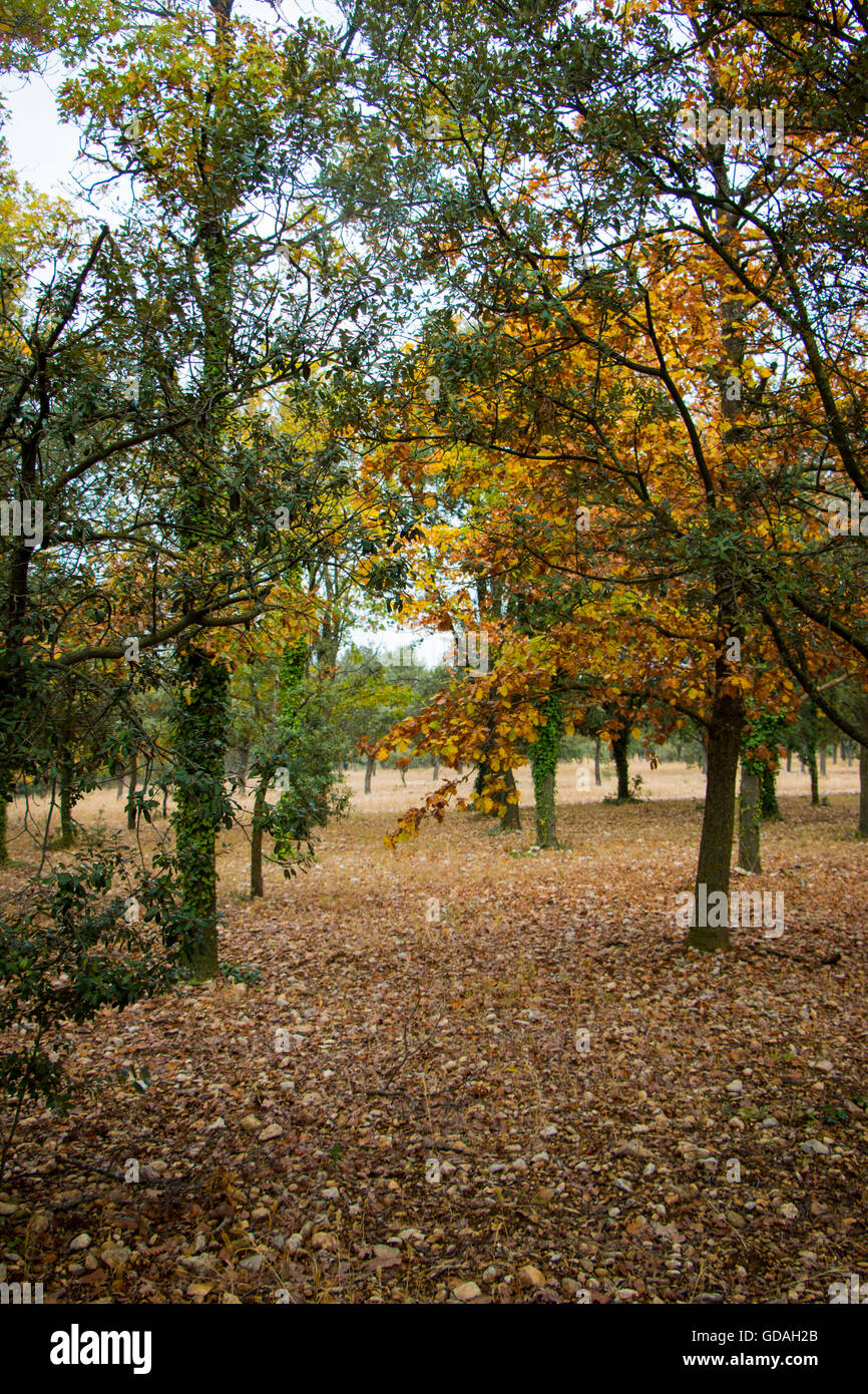 Oak tree orchid in provence, France. They have been planted 10 years ...