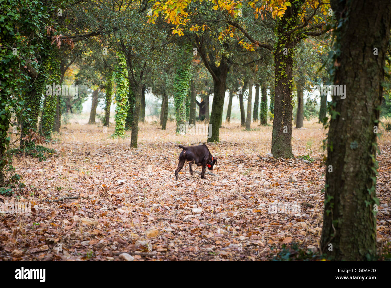 Dog searches for Burgundy truffles in a oak tree forest during Autumn ...