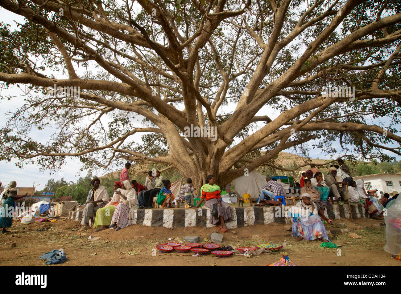 Giant fig tree. Market area and gathering place, Axum, Ethiopia. Aksum ...