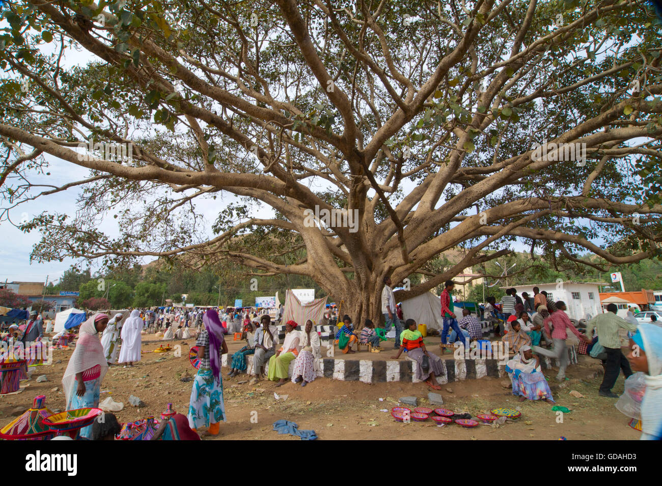 Giant fig tree. Market area and gathering place, Axum, Ethiopia. Aksum ...
