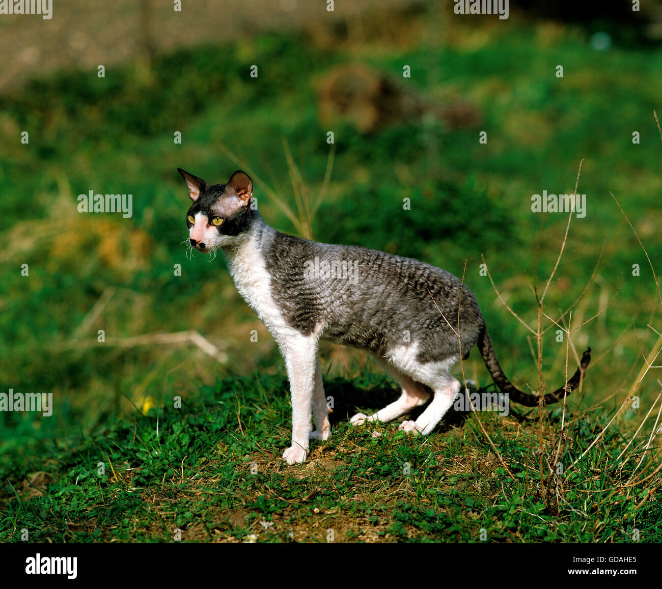 Cornish Rex Domestic Cat Stock Photo - Alamy
