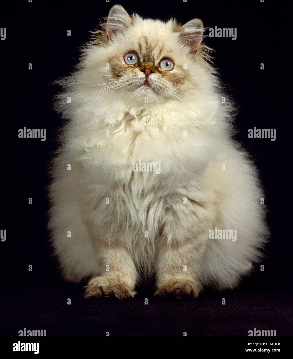 Colourpoint Persian Domestic Cat, Kitten against Black Background Stock ...