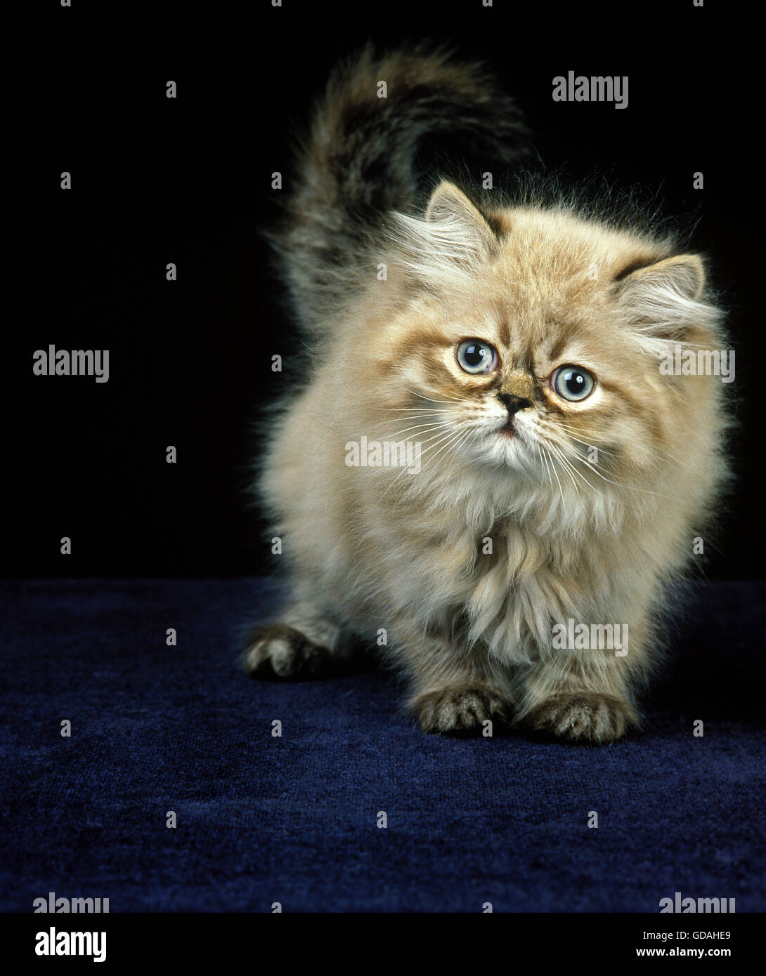 Colourpoint Persian Domestic Cat, Kitten against Black Background Stock ...