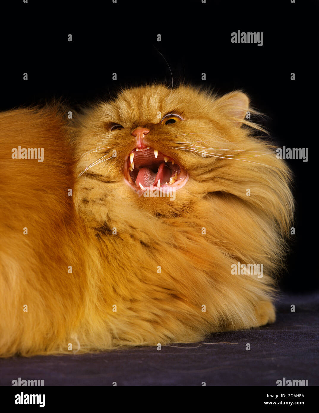 Snarling cat hi-res stock photography and images - Alamy