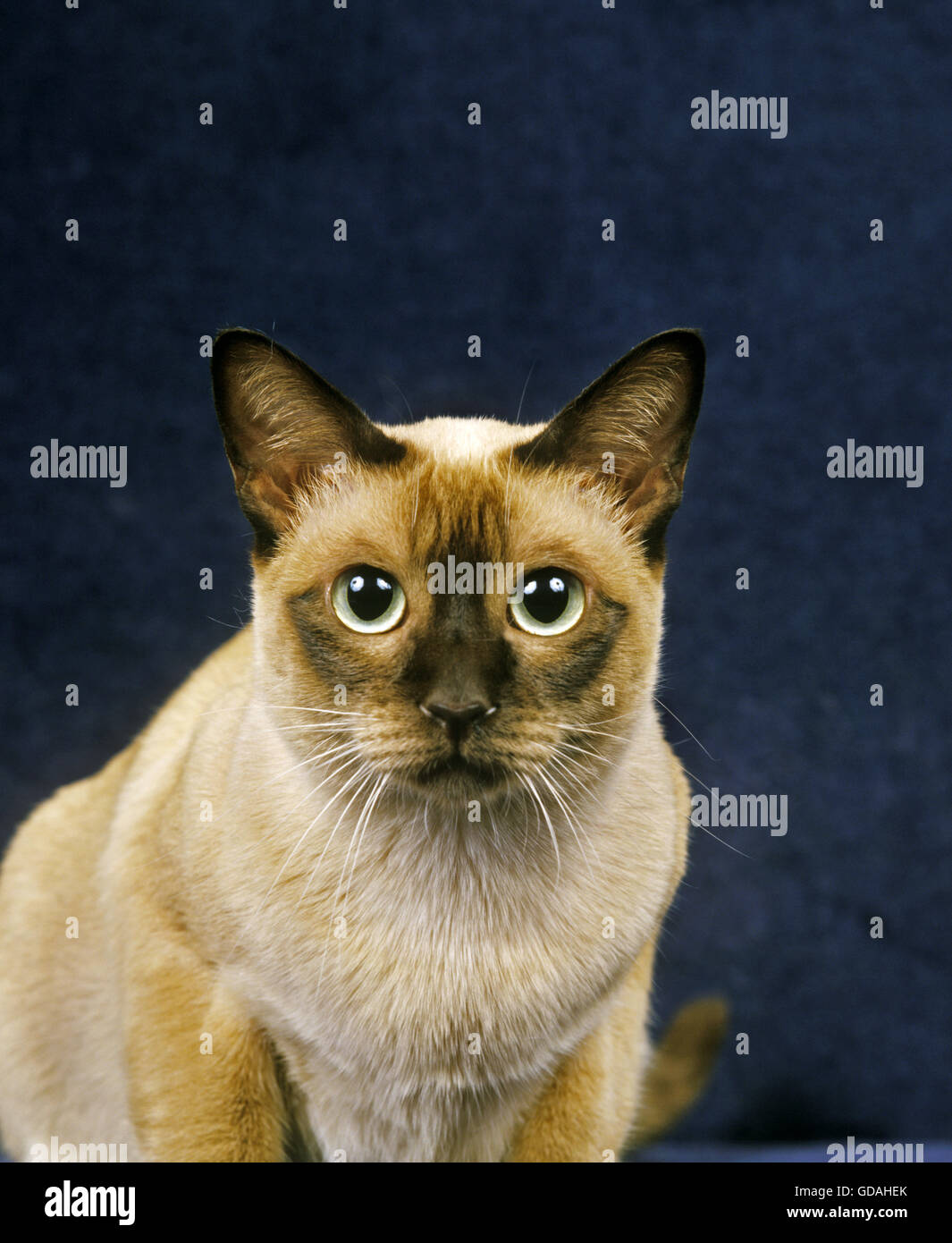 TONKINESE DOMESTIC CAT, PORTRAIT OF ADULT Stock Photo - Alamy