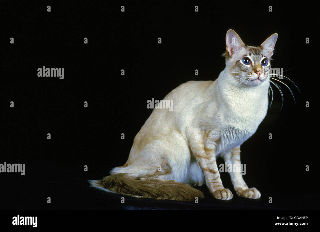 Balinese Domestic Cat sitting against Black Background Stock Photo - Alamy