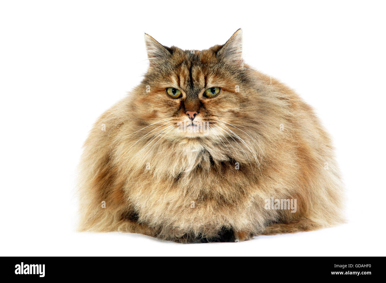 Tortoiseshell Persian Domestic Cat, Adult laying against White ...