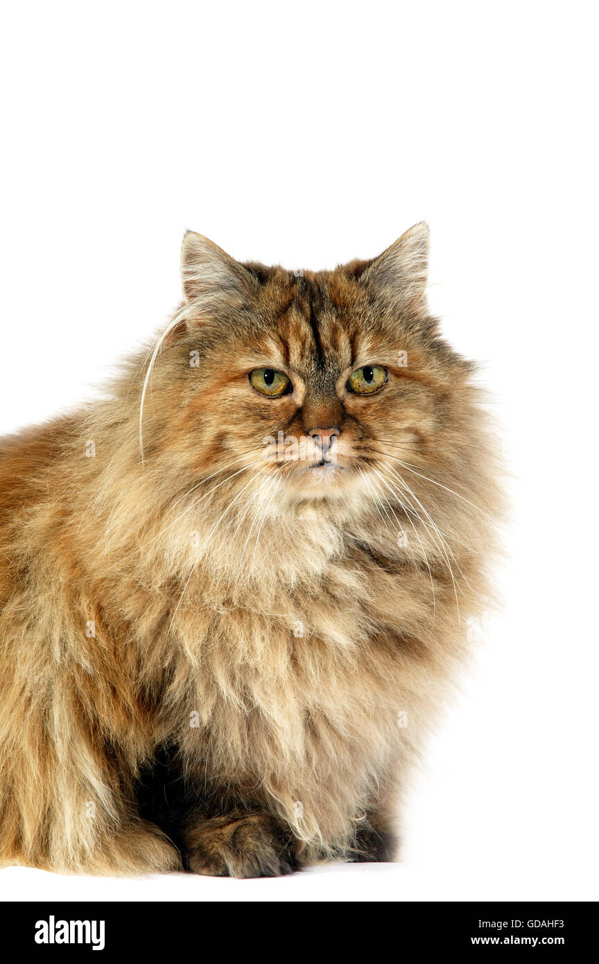 Tortoiseshell Persian