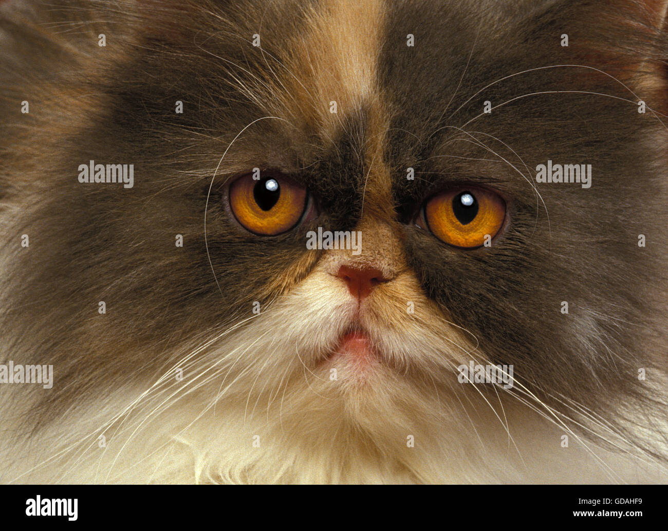 Persian domestic adult cat hi-res stock photography and images - Alamy
