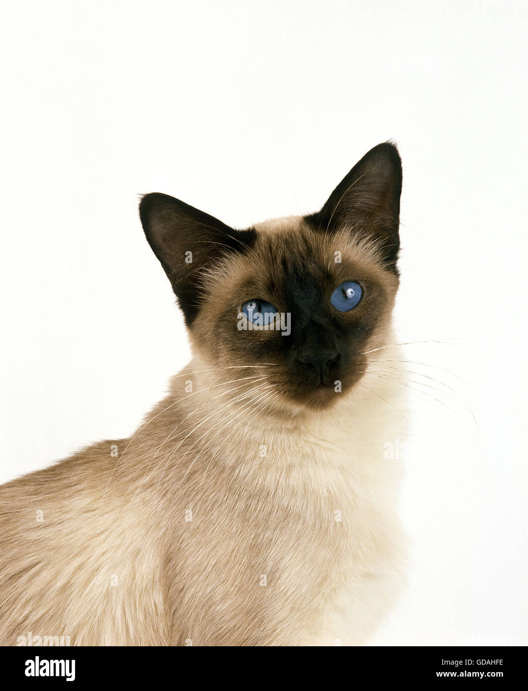 Balinese cat hi-res stock photography and images - Alamy