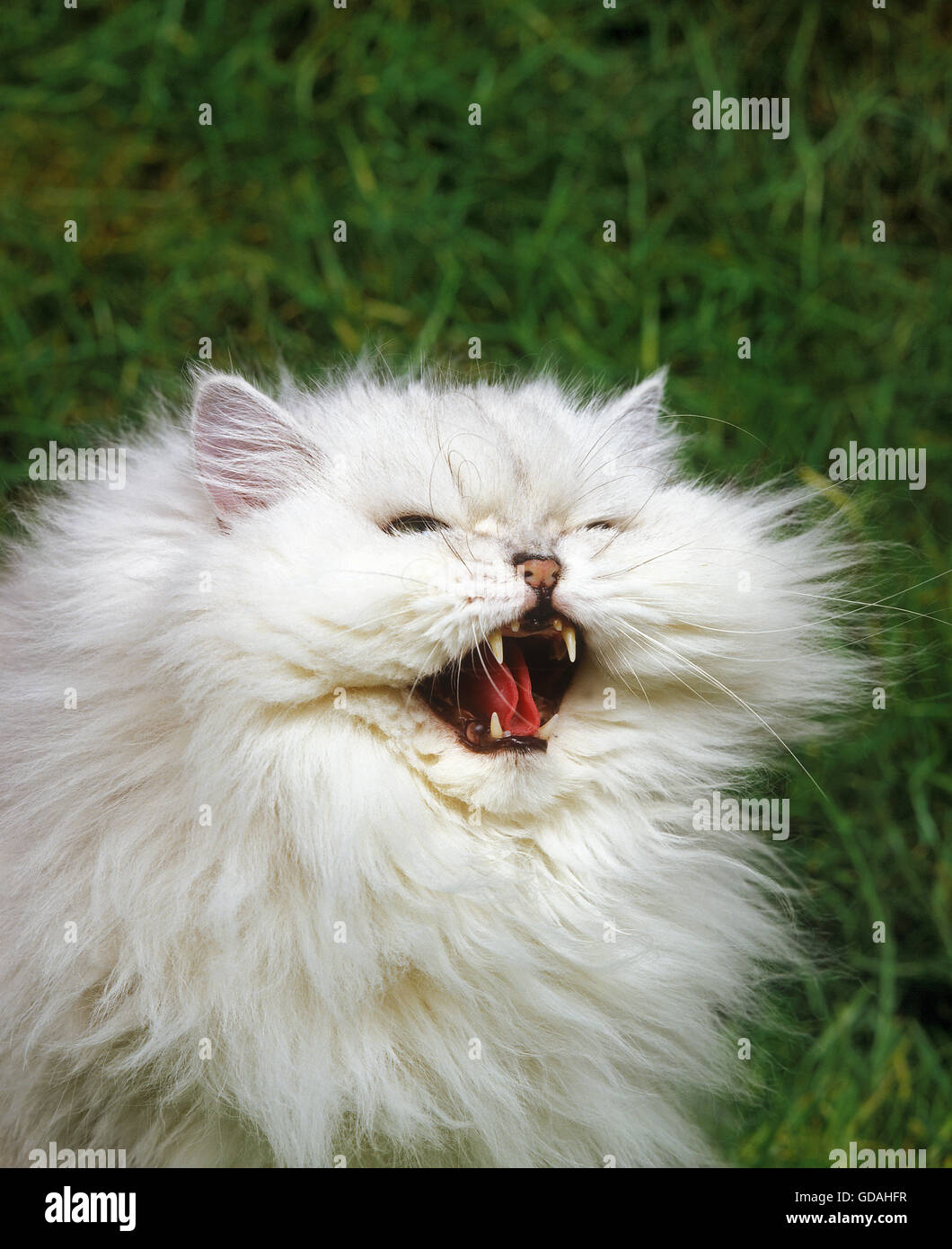 Snarling cat hi-res stock photography and images - Alamy