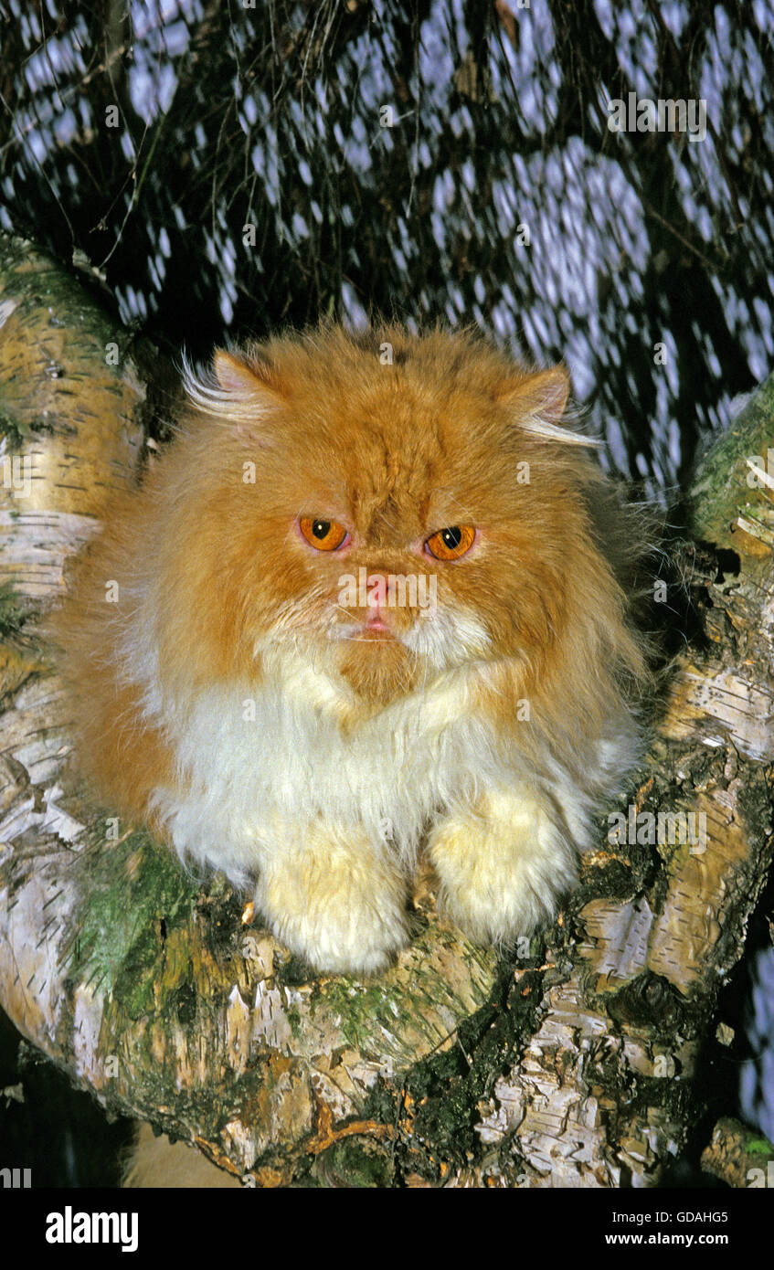 Bicolor cat hi-res stock photography and images - Alamy