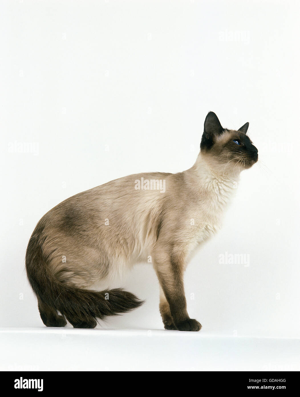 Balinese cat standing hi-res stock photography and images - Alamy