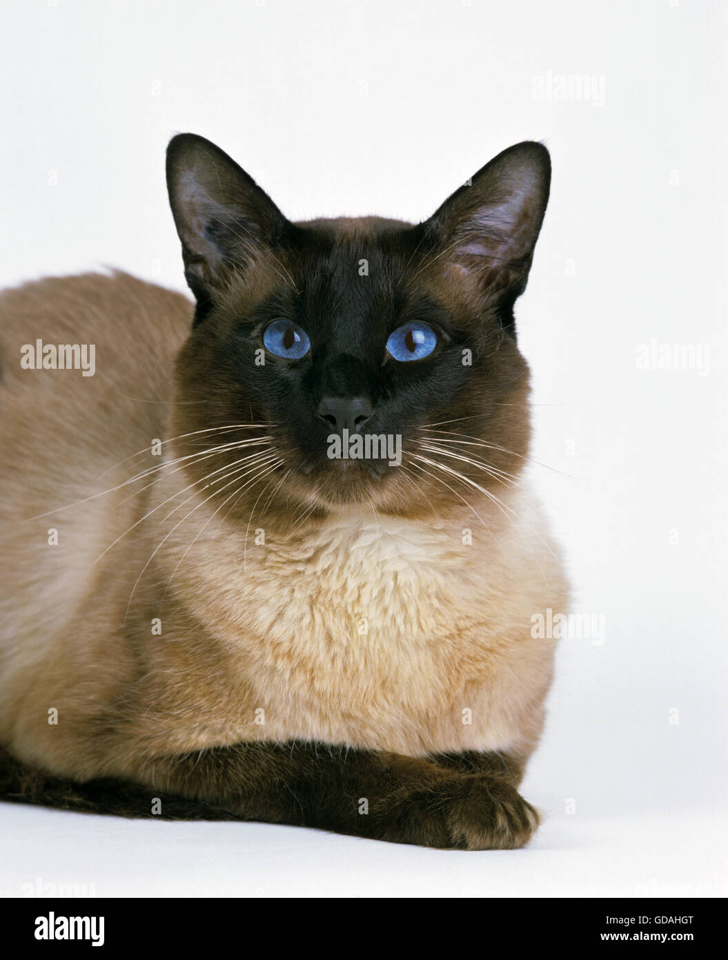 Balinese Domestic Cat laying against White Background Stock Photo - Alamy