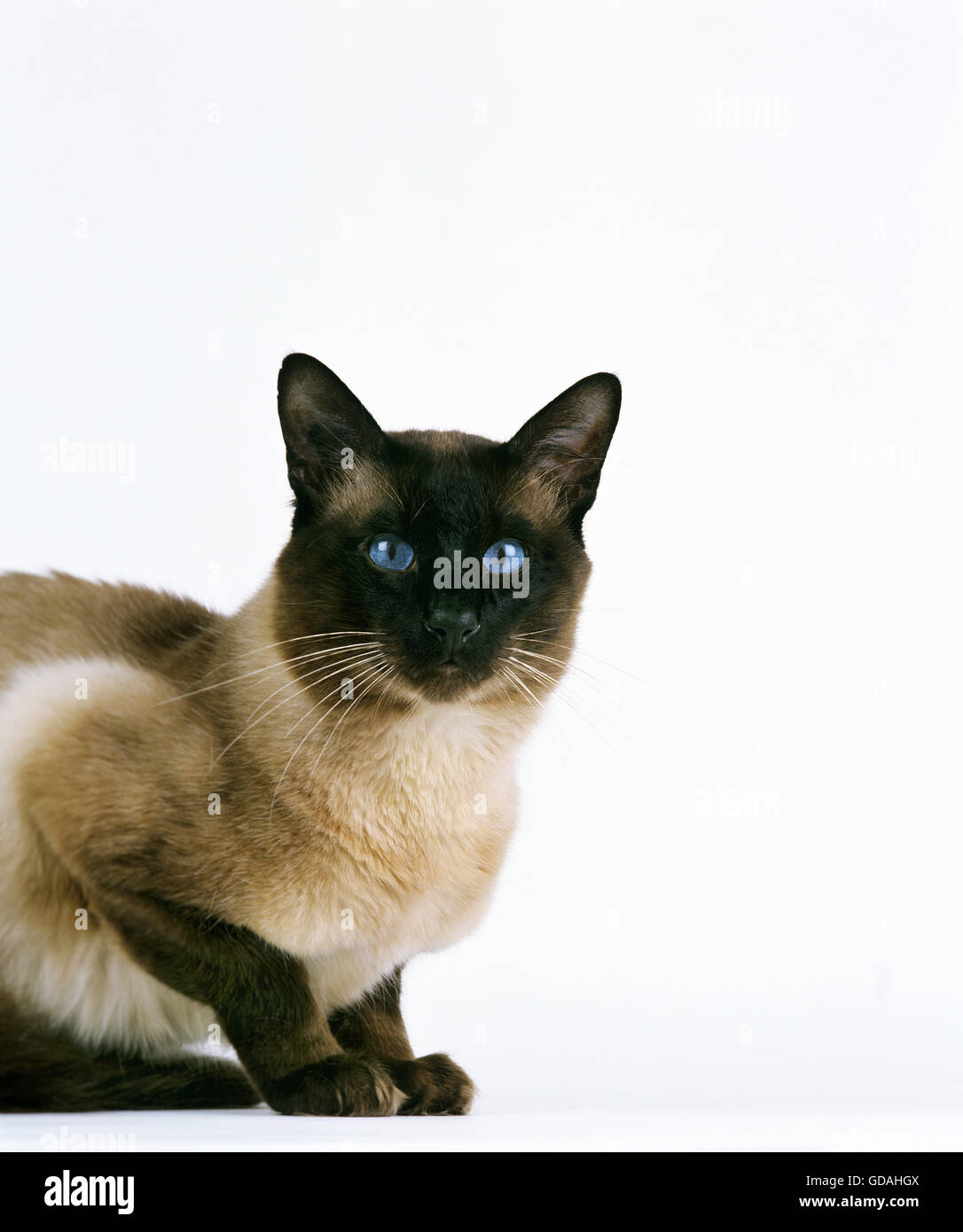 Balinese Domestic Cat laying against White Background Stock Photo - Alamy
