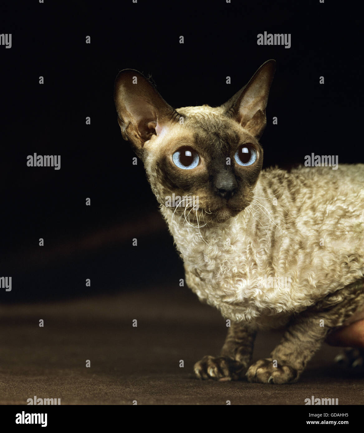 Cornish Rex Domestic Cat against Black Background Stock Photo - Alamy