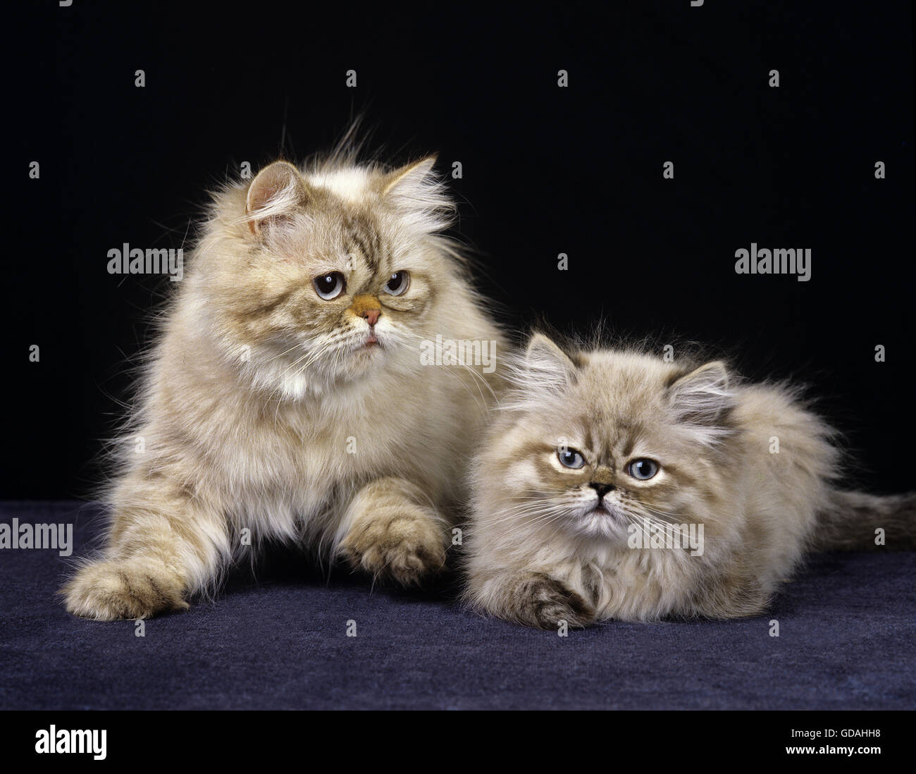 Colourpoint Seal Point Persian Domestic Cat, Mother and Kitten against ...
