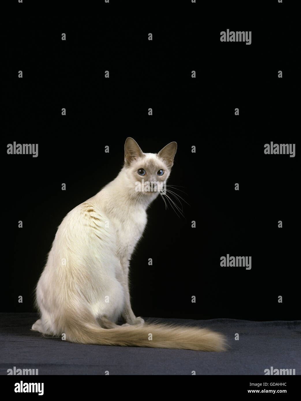 BALINESE DOMESTIC CAT, ADULT SITTING AGAINST BLACK BACKGROUND Stock ...