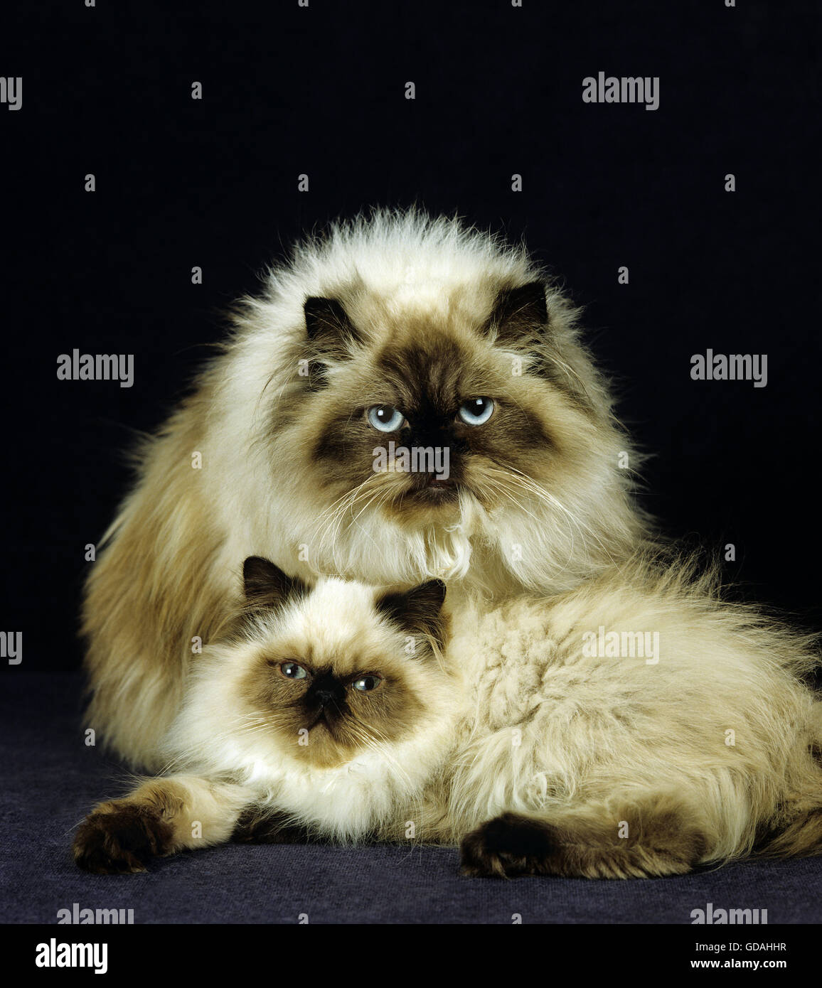 Colourpoint seal point persian domestic cat hi-res stock photography ...