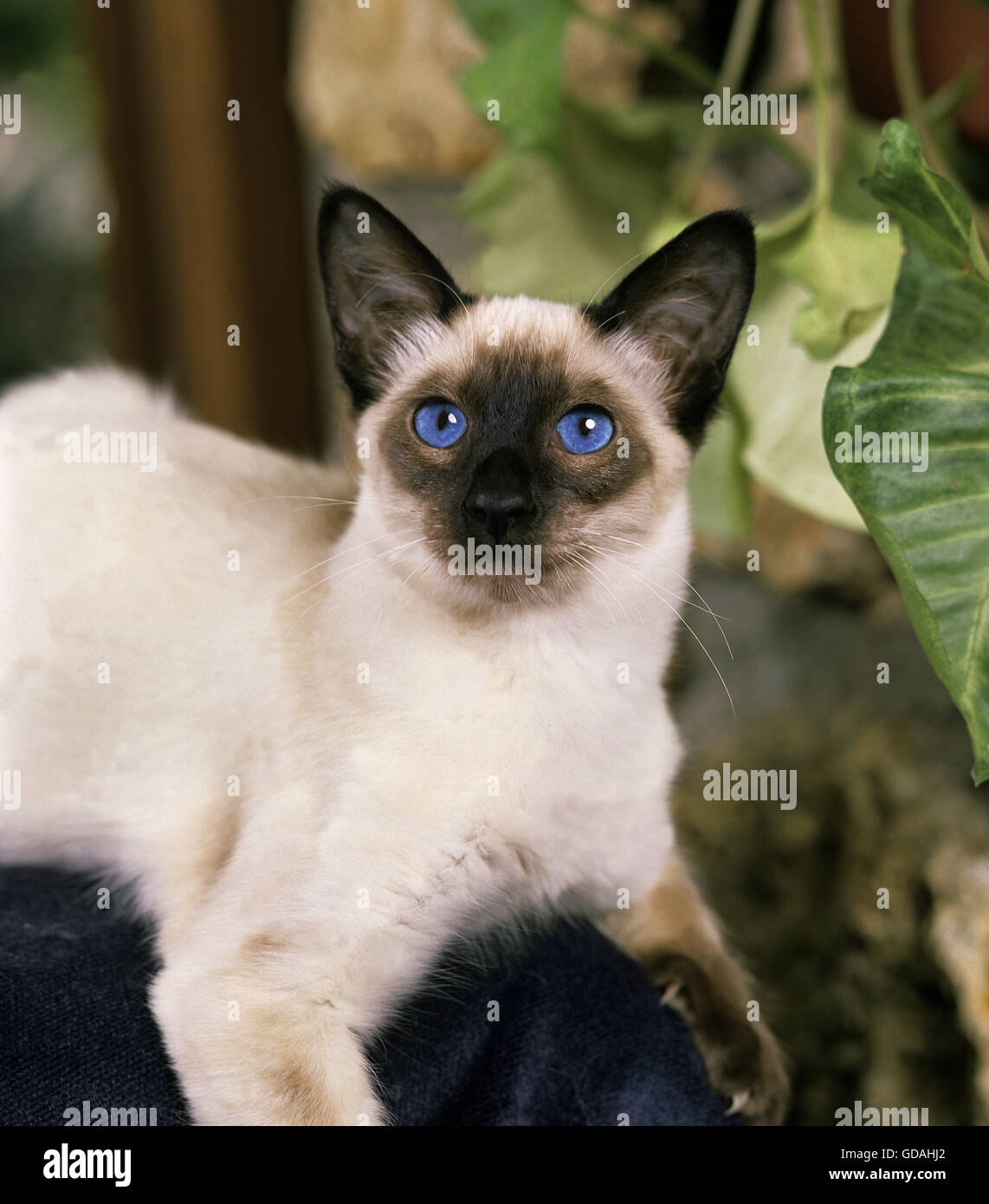 Balinese Domestic Cat Stock Photo - Alamy
