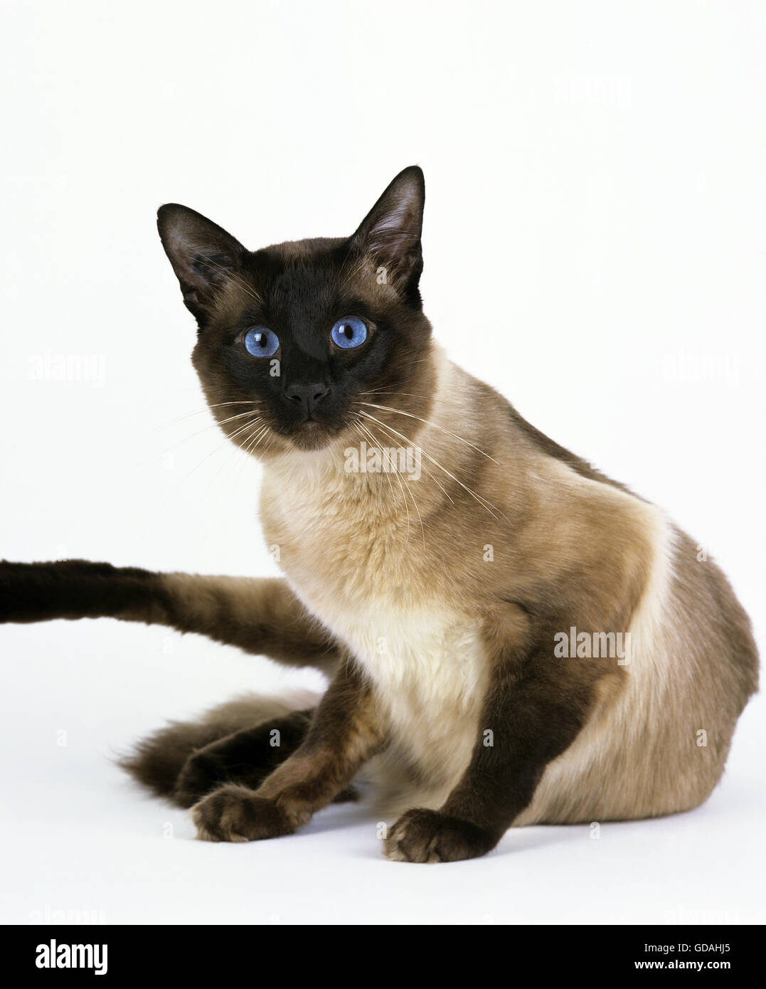 Balinese Domestic Cat against White Background Stock Photo - Alamy